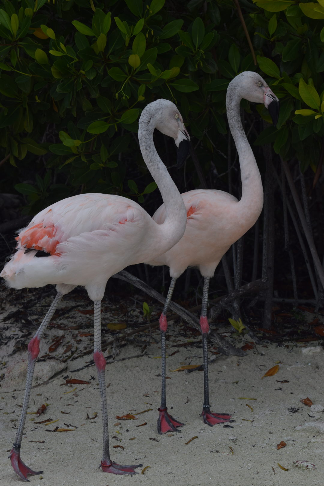 Flamingo, prelepa ptica ružičaste boje, glavna atrakcija Arube | My ...